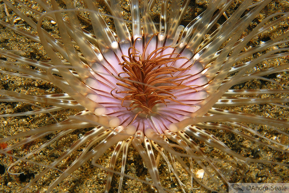 Anêmonas - Saiba mais sobre sua biologia - Uma Malla Pelo Mundo